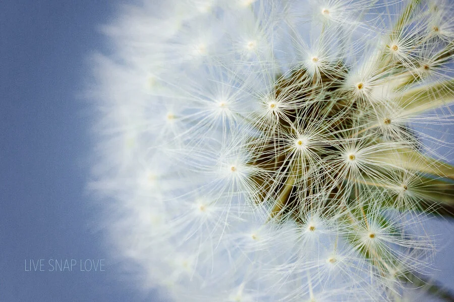 Macro Photography Settings, Tips and Ideas!