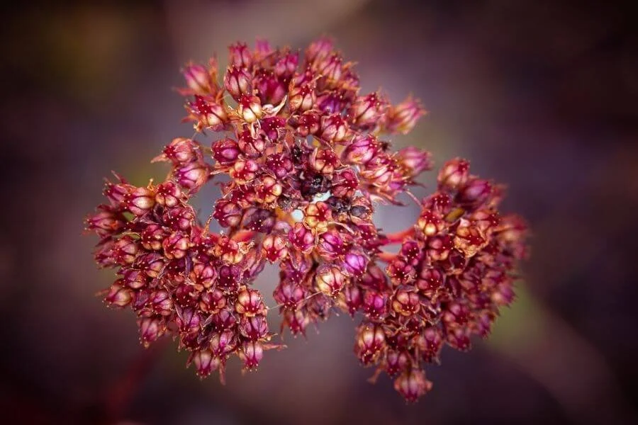 101 Things to Photograph (with examples & exercises!)