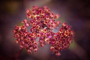 101 Things to Photograph (with examples & exercises!)