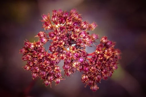 101 Things to Photograph (with examples & exercises!)