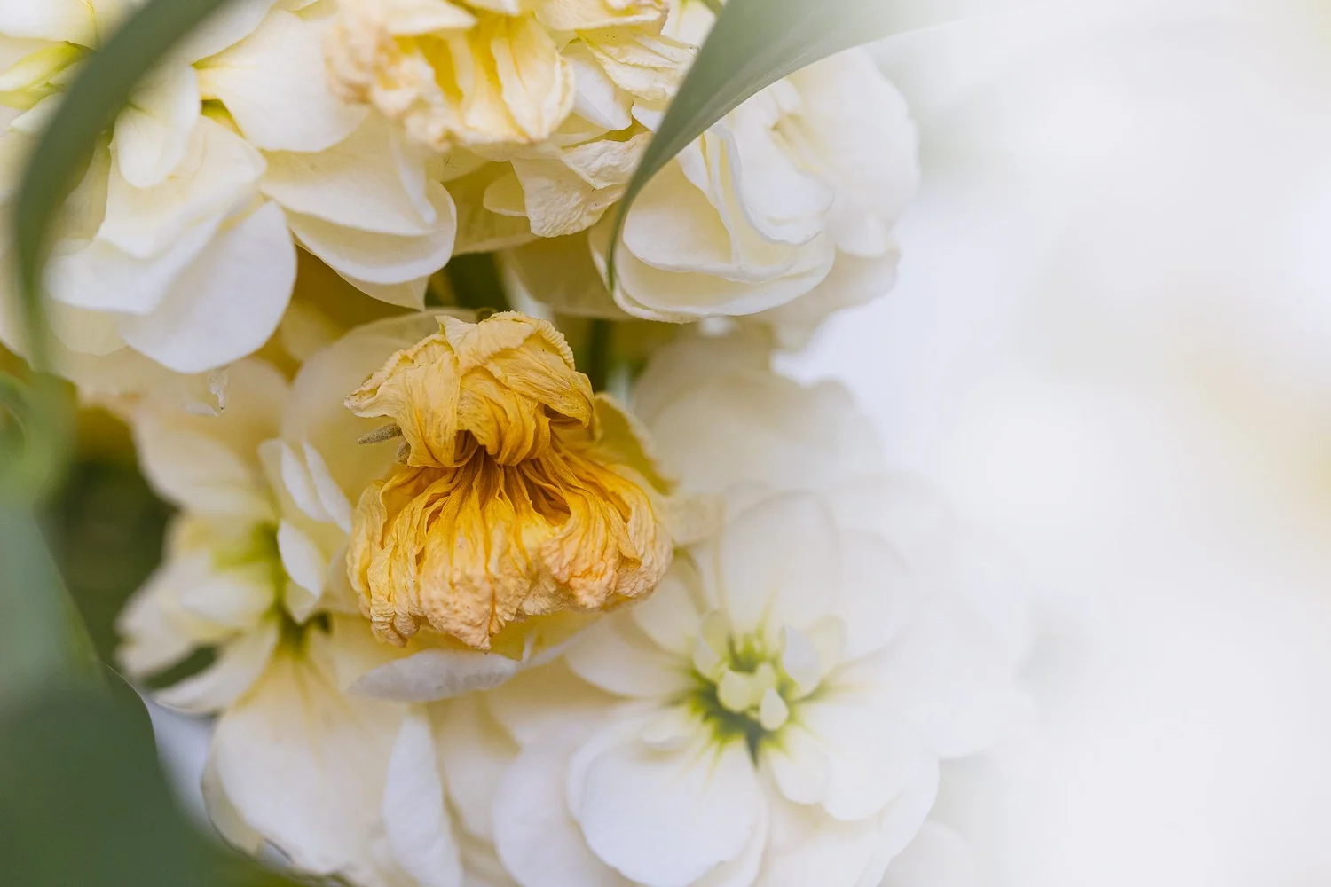 Mastering Macro Flower Photography Like a Pro