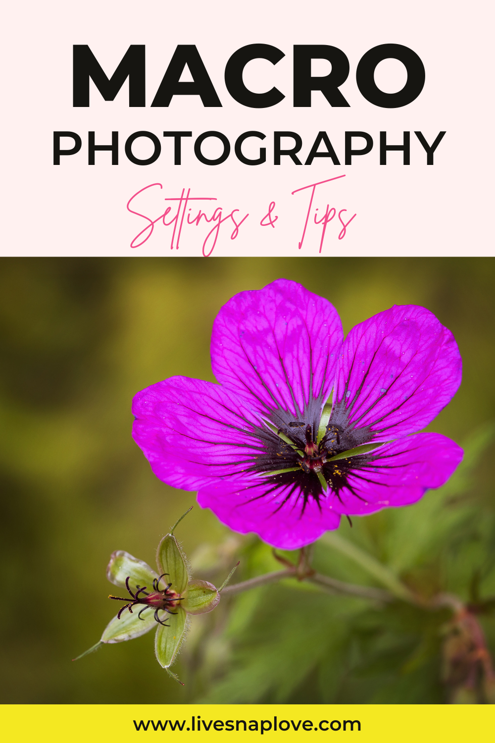 Macro Photography Flowers Tips