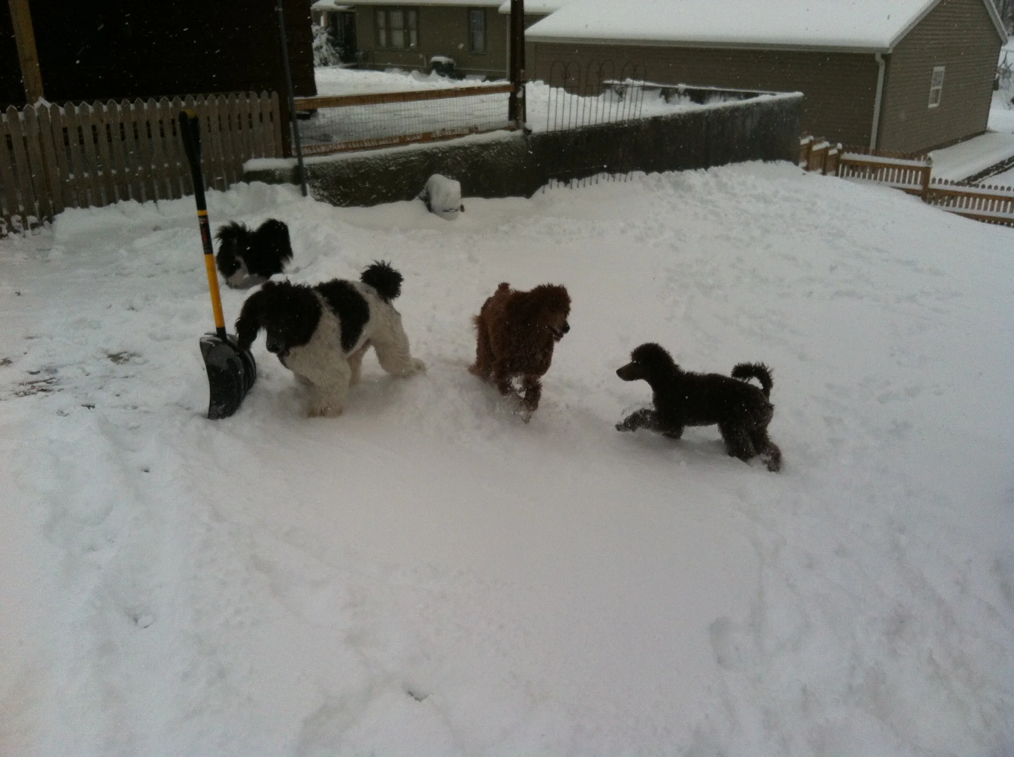 Poodle Fun — Winters Wind Poodles LLC