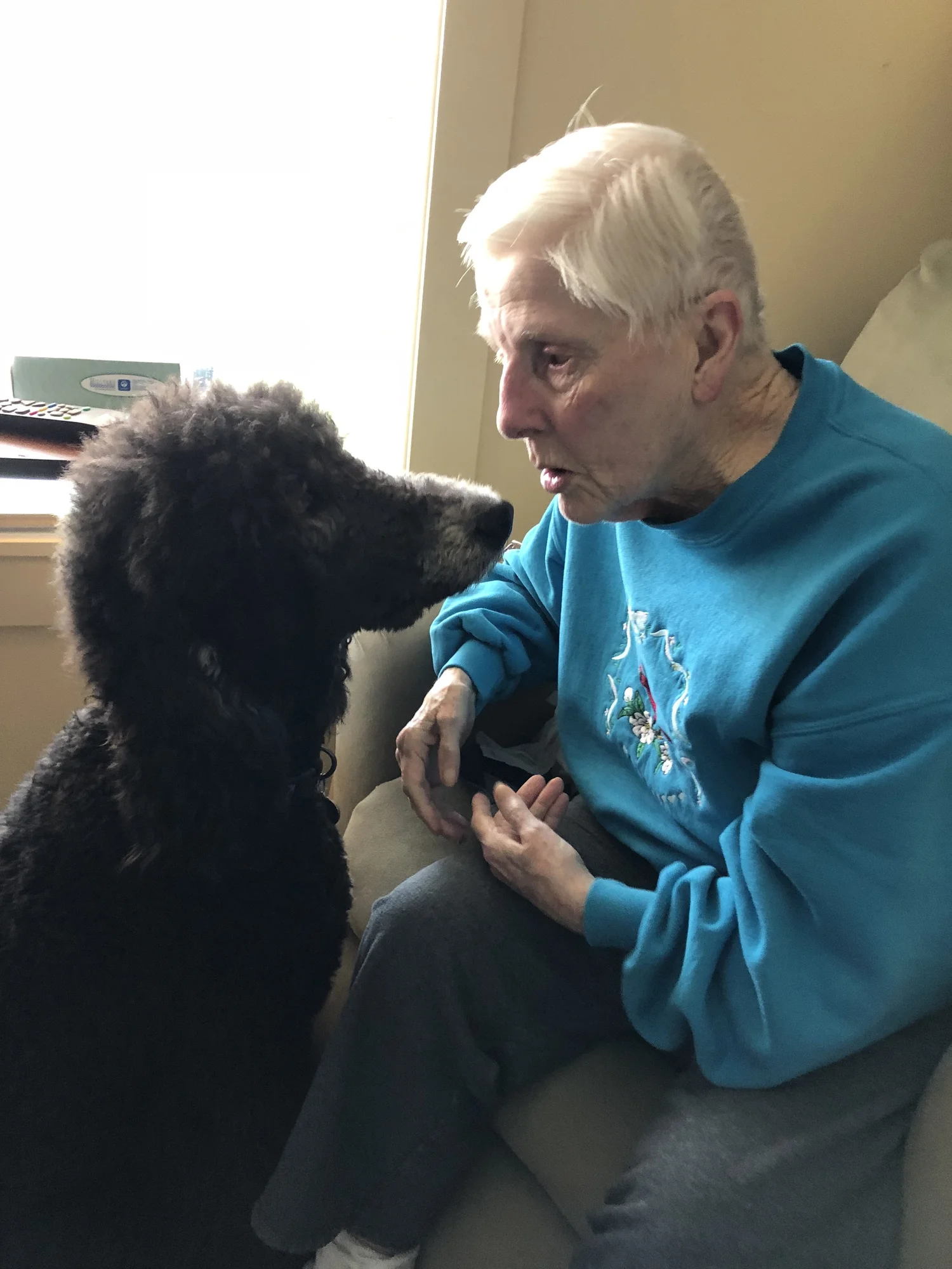 Service/therapy Dogs — Winters Wind Poodles LLC