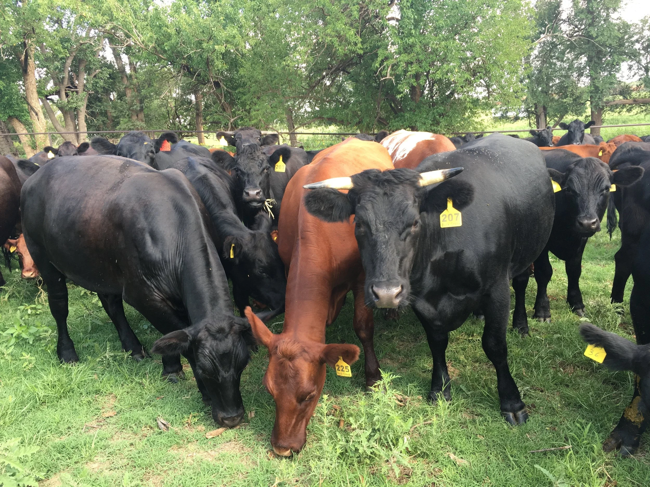 Buck Creek Beef, Chicken, Lamb, Pork, and Eggs - Buck Creek Meats