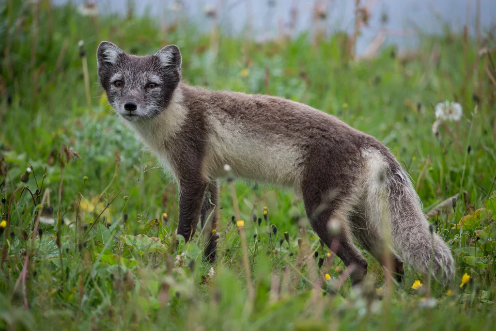 Arctic Foxes of Hornstrandir — Frank Tschöpe | Photography
