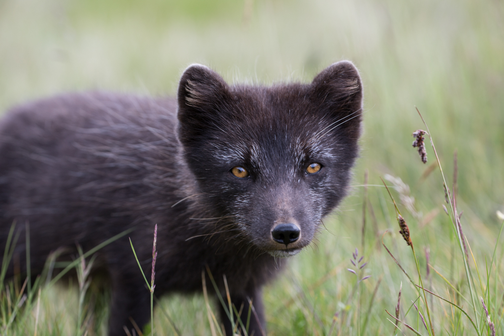 Arctic Foxes of Hornstrandir — Frank Tschöpe | Photography