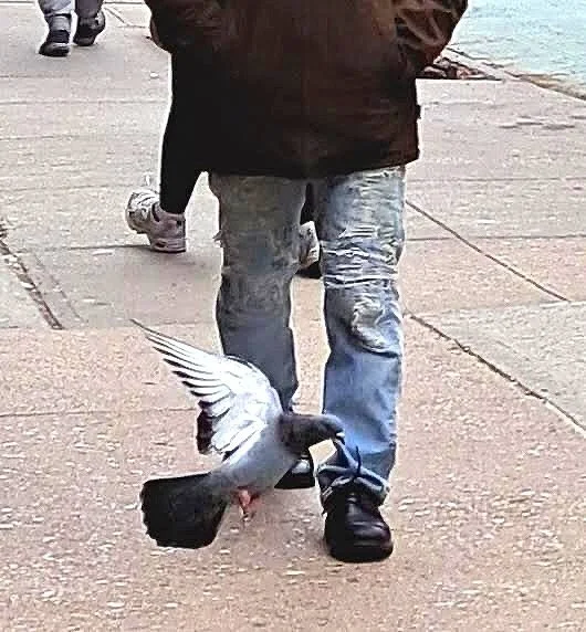 Pigeons! — Limor Gasko