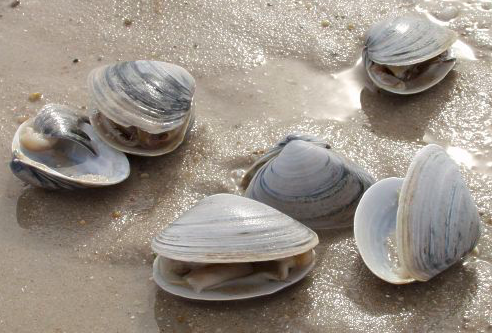 How to be Healthy & Happy as a Clam — Timoti's