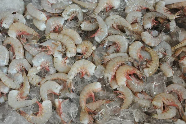 Northeast Florida Fishing Guide — Timoti's