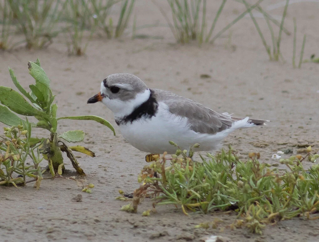 9 Birdwatching Sites in Northeast Florida — Timoti's