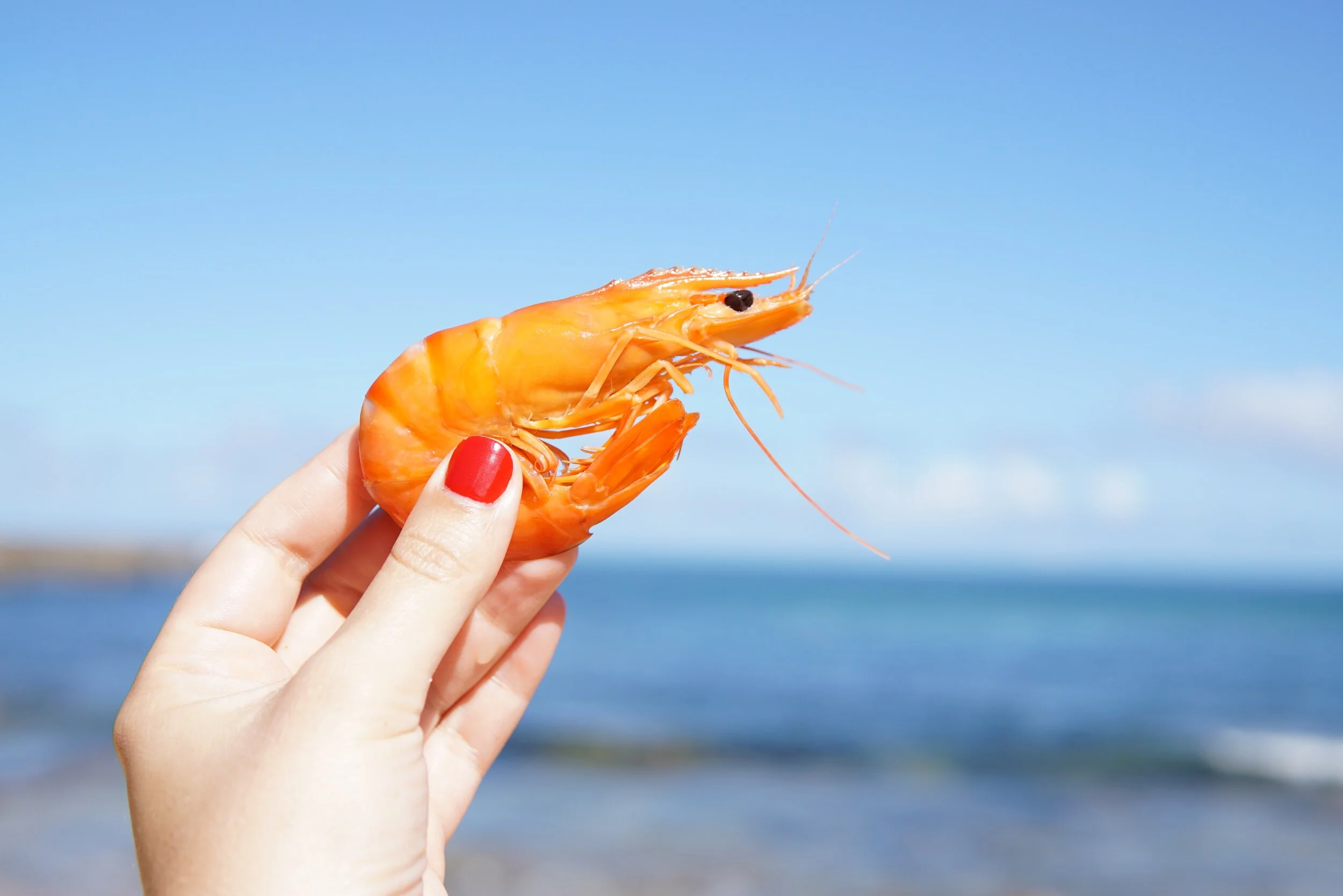 A Day In The Life Of A Shrimp Timoti s
