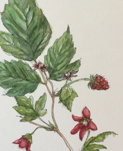 Salmonberry Drawing