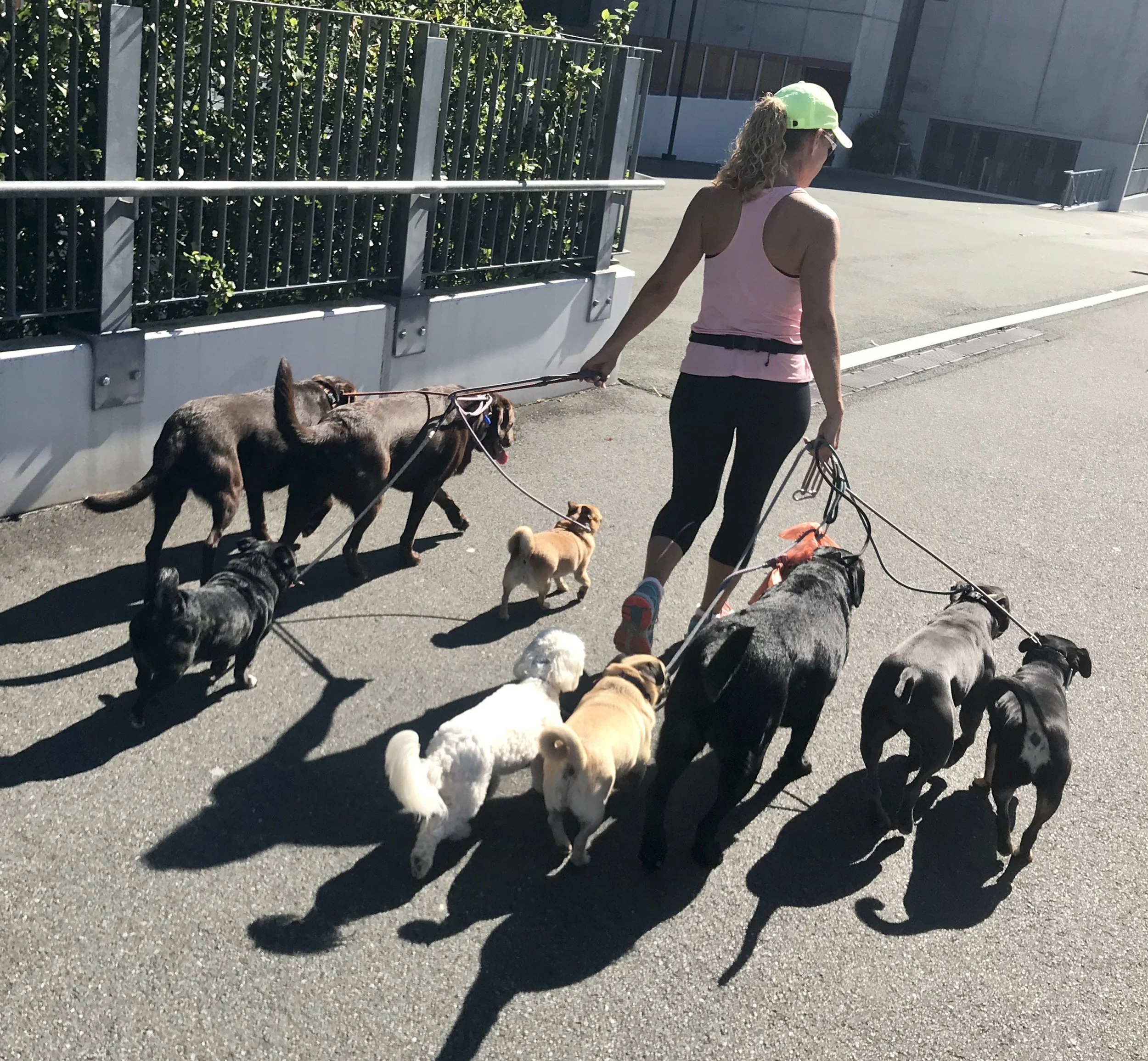 Doggy Social Days — SOS Dogs Australia