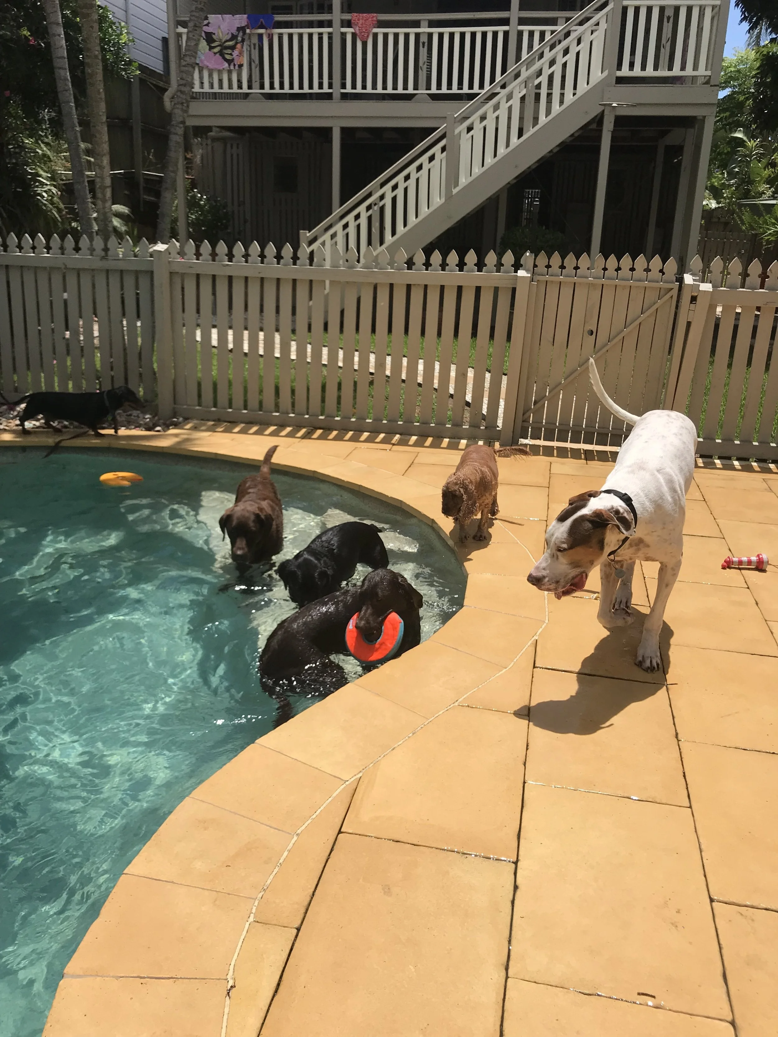 Doggy Social Days — SOS Dogs Australia