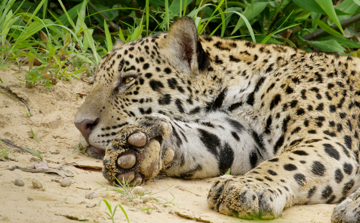 Jaguars - Nat Geo WILD — Bertie Gregory