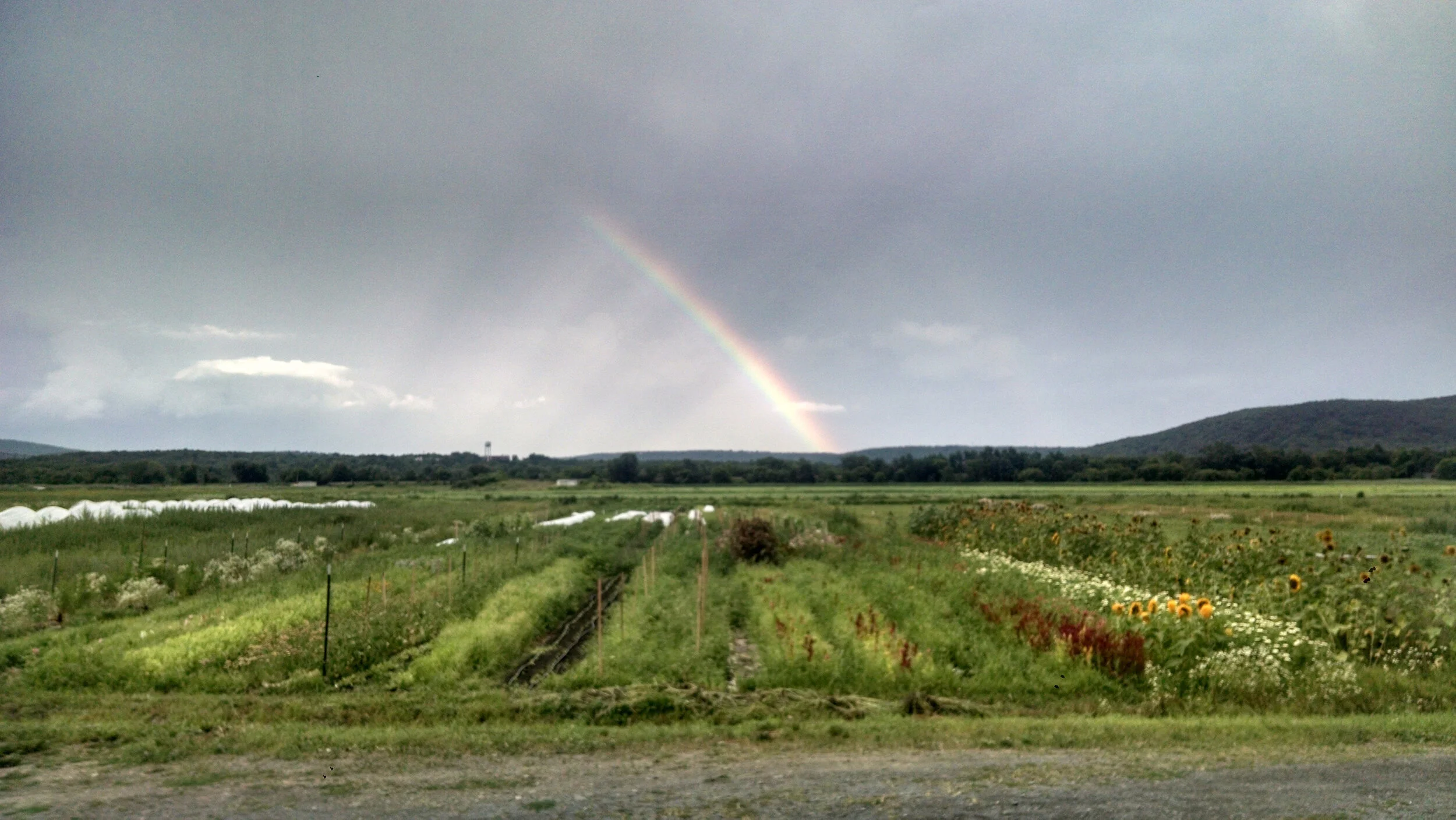 About us — Rise & Root Farm