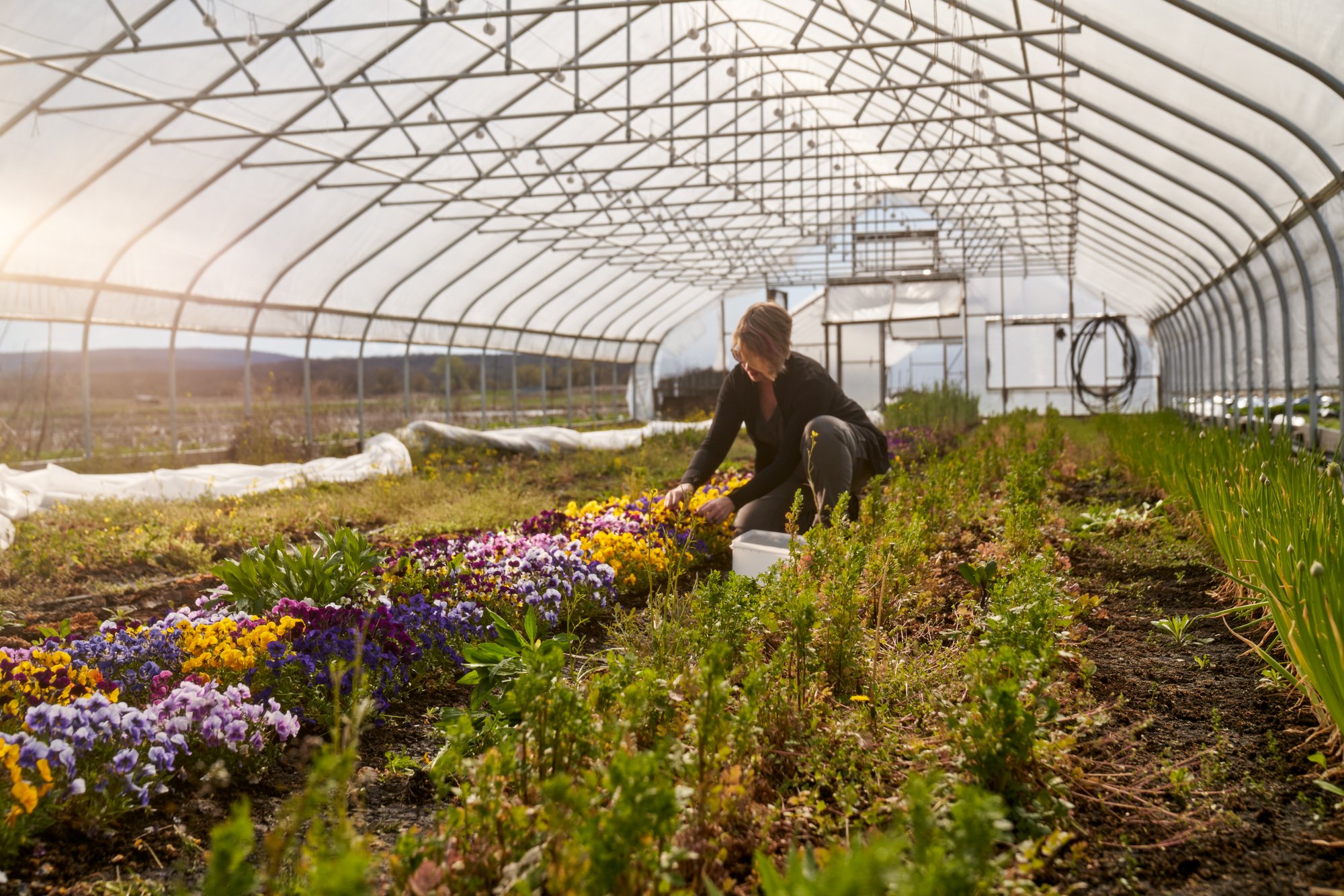 Michaela Hayes-Hodge — Rise & Root Farm