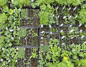 Rise & Root Farm