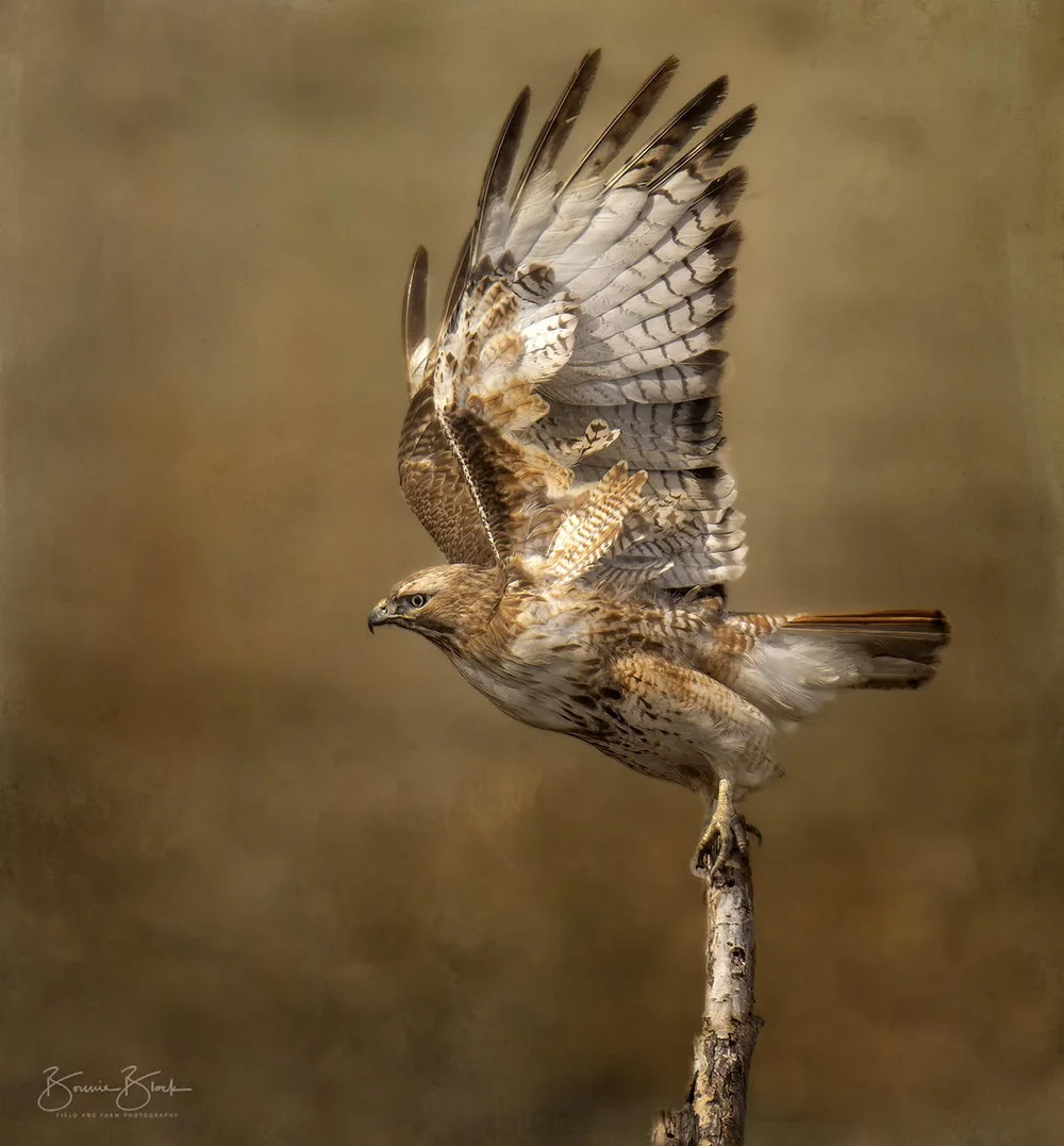 Red Tail Hawk Art