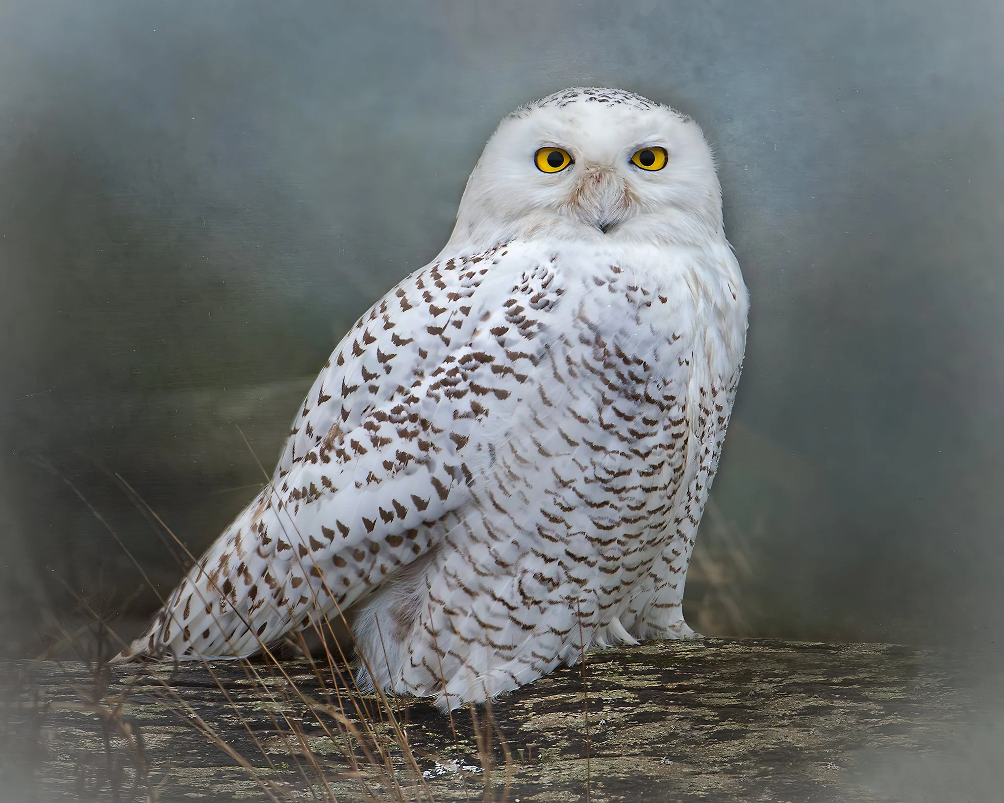 Prints available, original Bonnie Block - Snowy Owl 8x10 Fine Art ...
