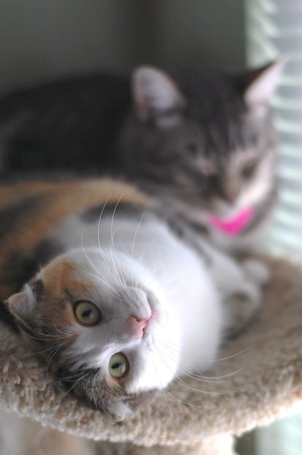 Foster Care — The Cat People