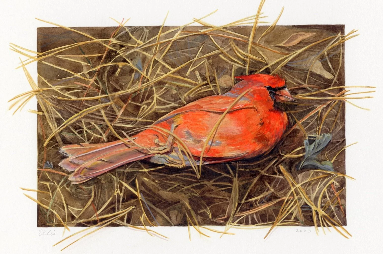 Erin Ellis | type and illustration