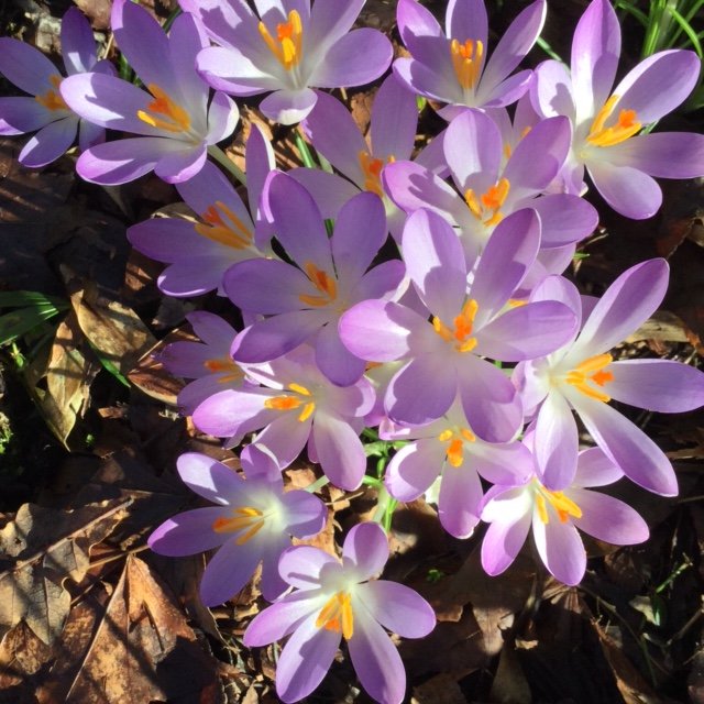 Events — Mountain Rain Zen Community