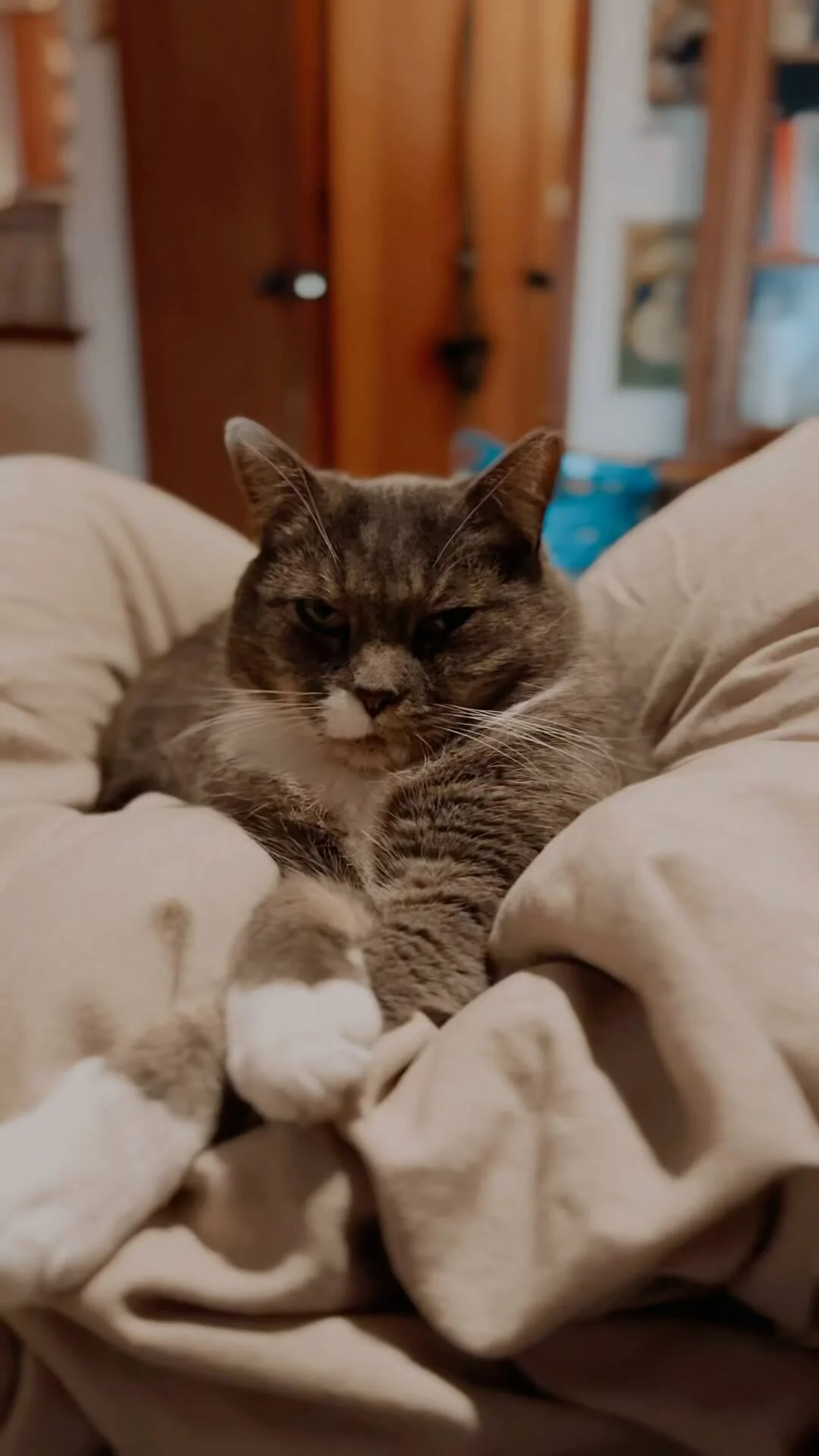 Chess Playing Turk Chess Automaton That Fooled The World — Invisible ...