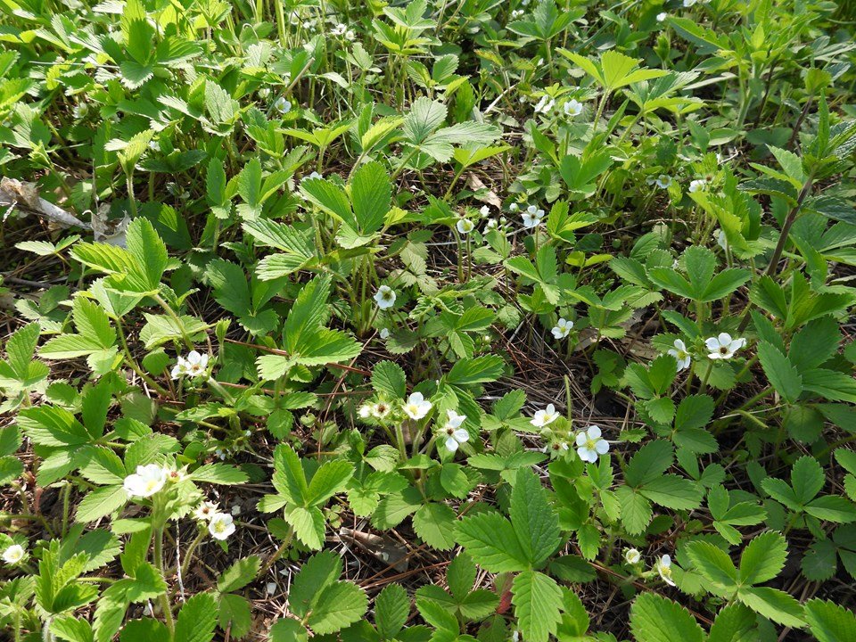 Prebuy Plants — Parrfection Produce