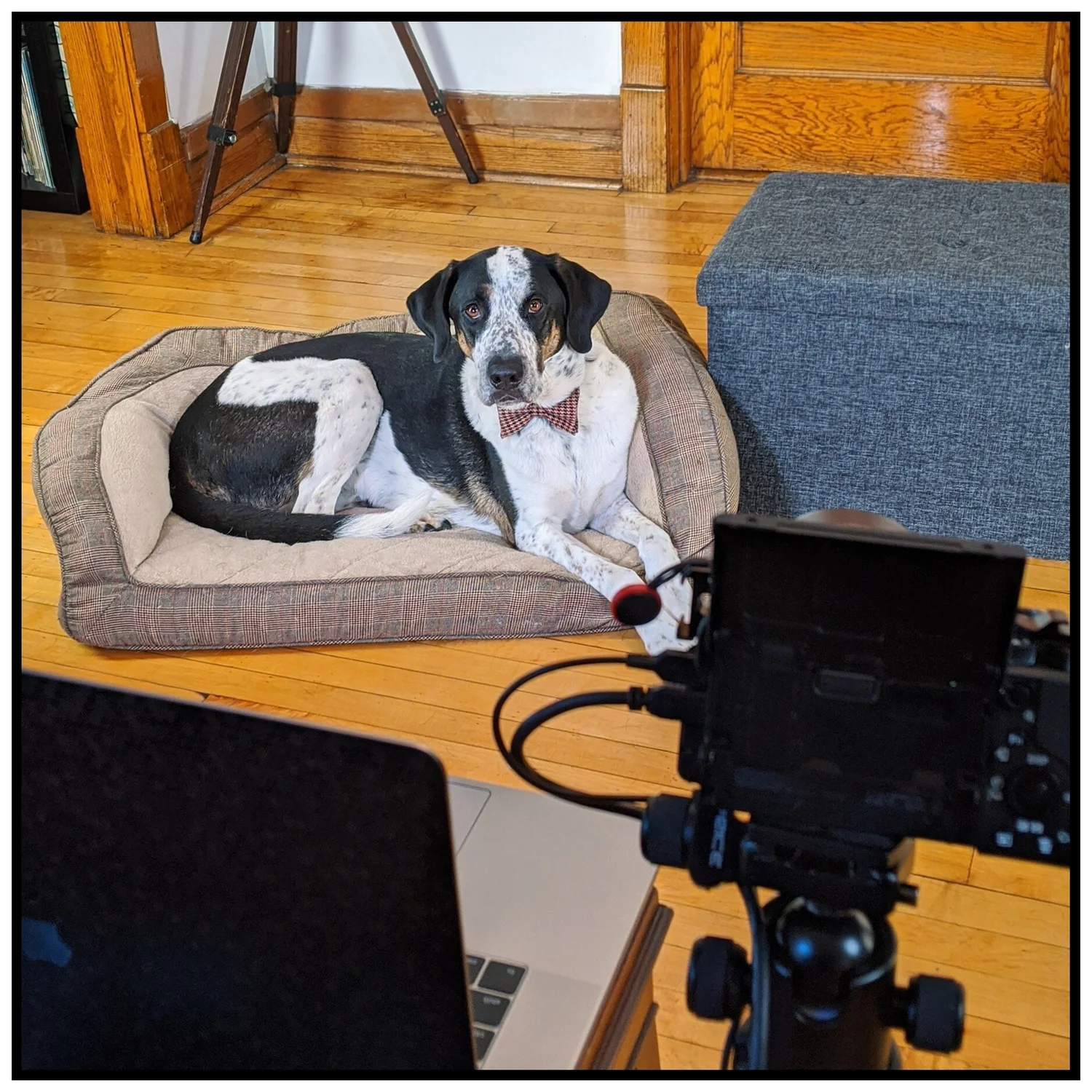 Tele-Training — Big Picture Dog Training