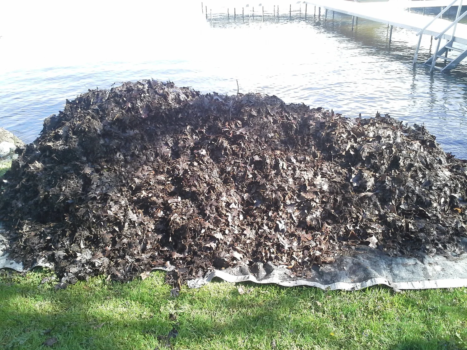 Leaf & Debris Removal — Sweeney's Aquatic Weed Removal LLC