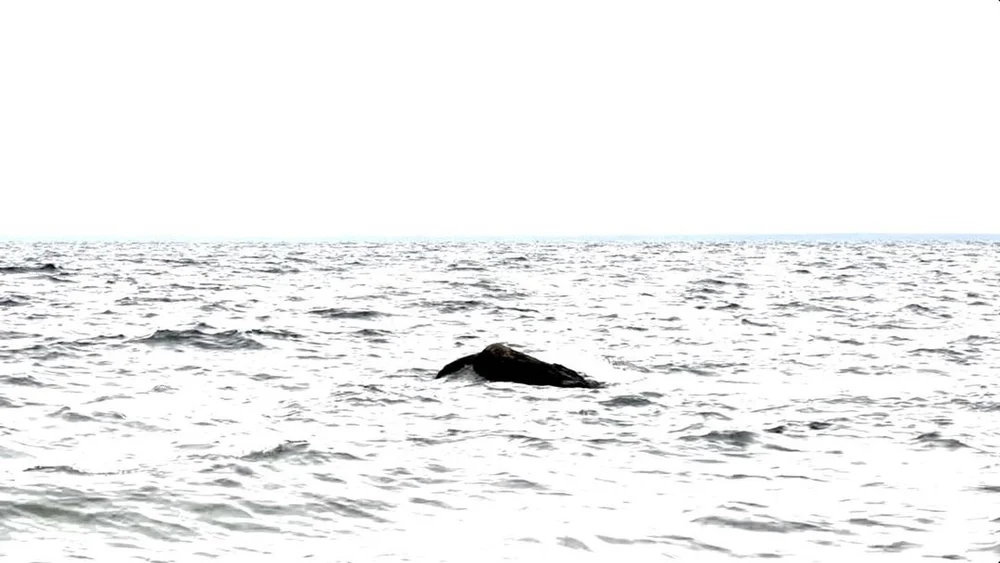 Special Programming — EFA Studio Program