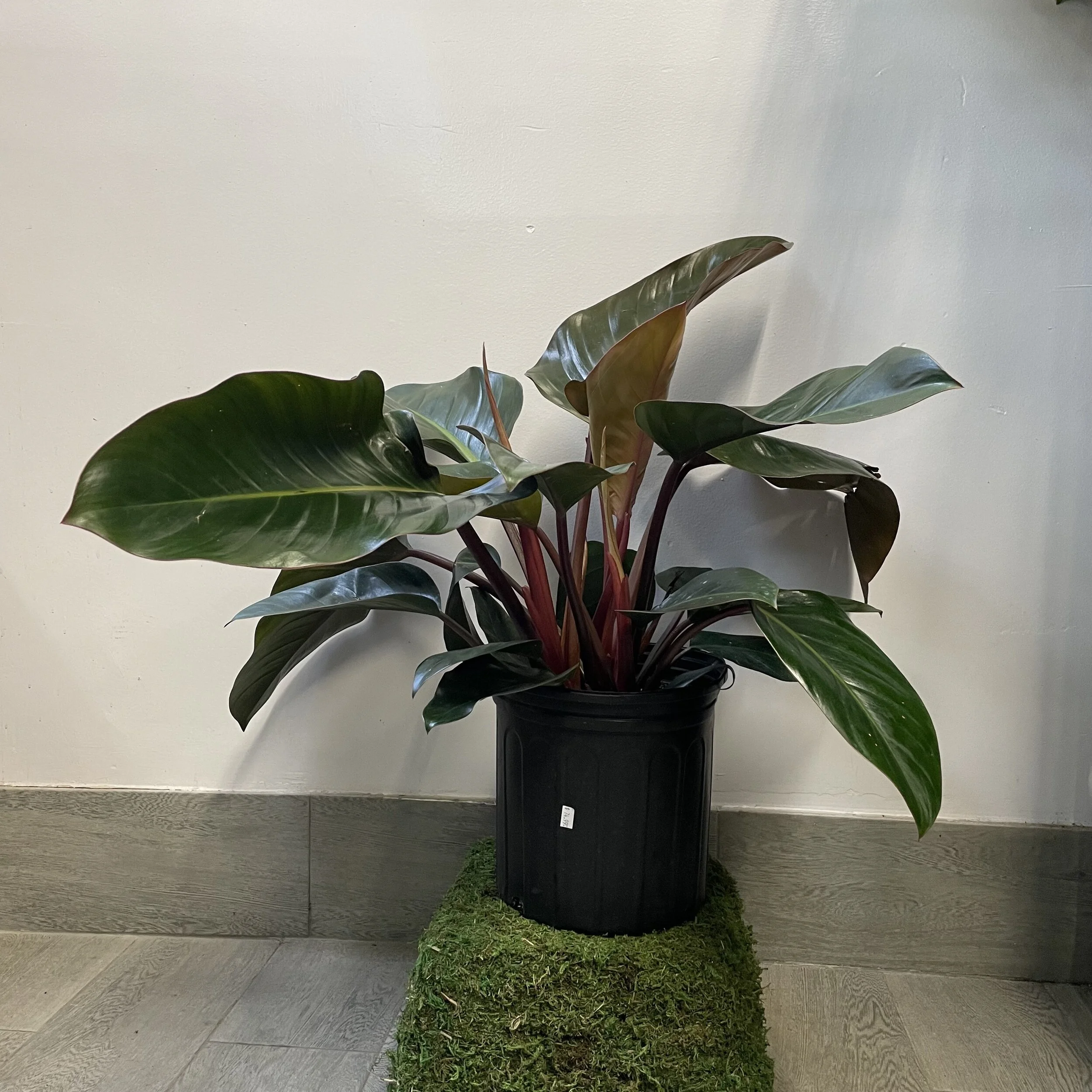 Philodendron Red Congo 14" | Natty Garden