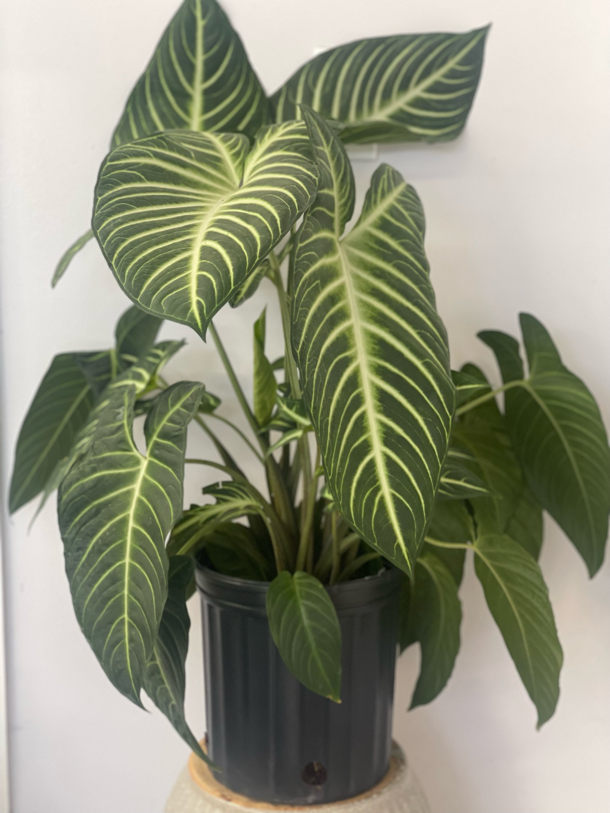 Xanthosoma Lindenii Magnificum - 10" | Natty Garden