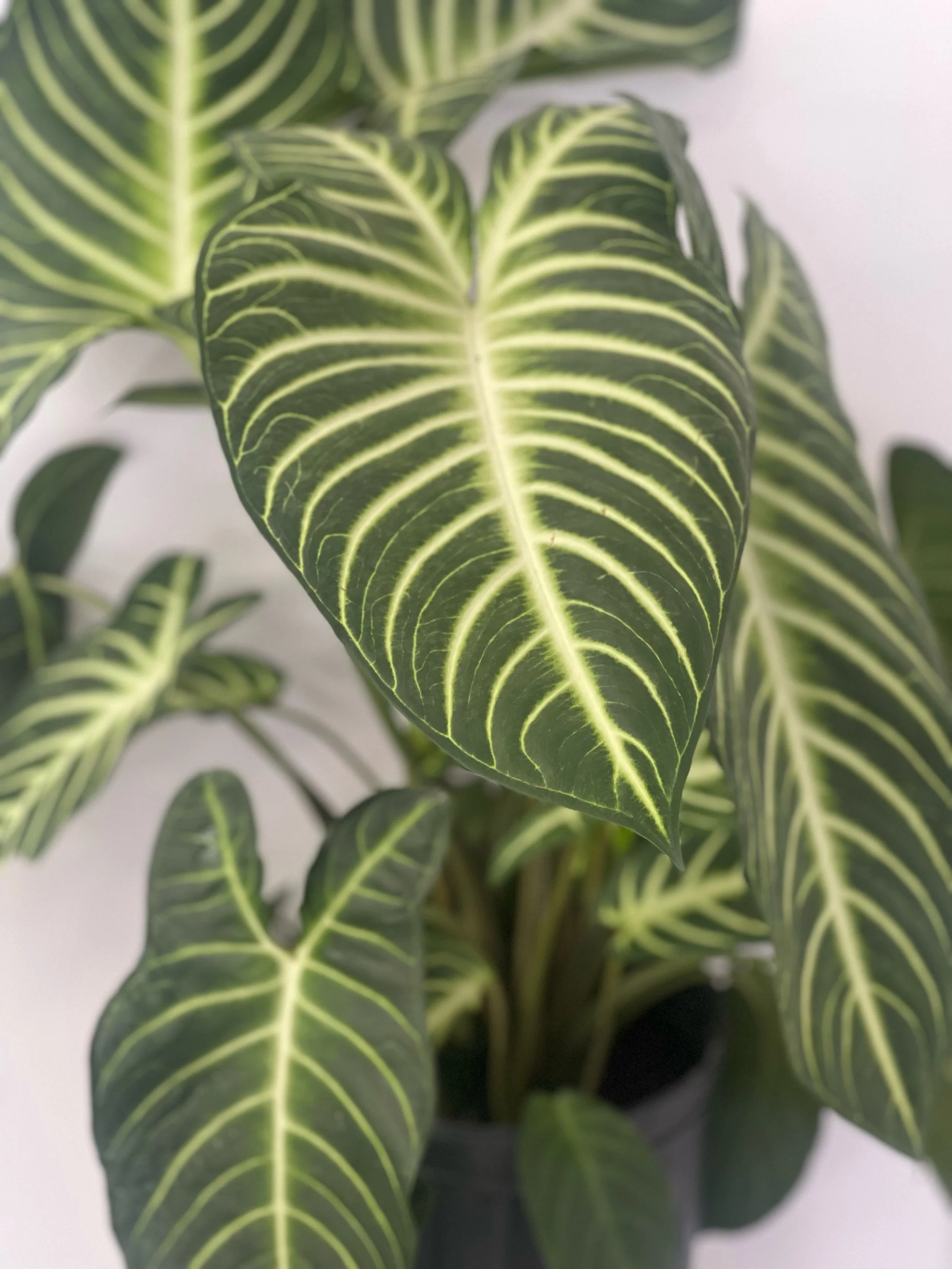Xanthosoma Lindenii Magnificum - 10" | Natty Garden
