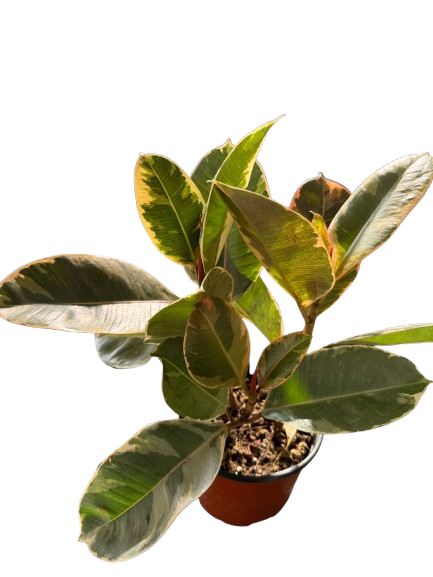 Philodendron White Knight 4" - White Princess | Natty Garden