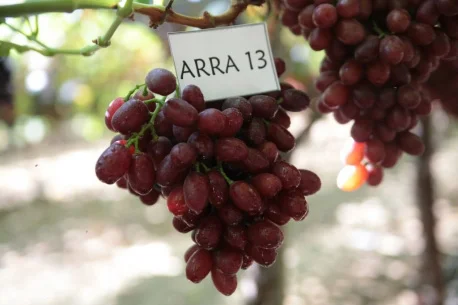 Information about the Giumarra Vineyard's ARD breeding project — Grapes ...