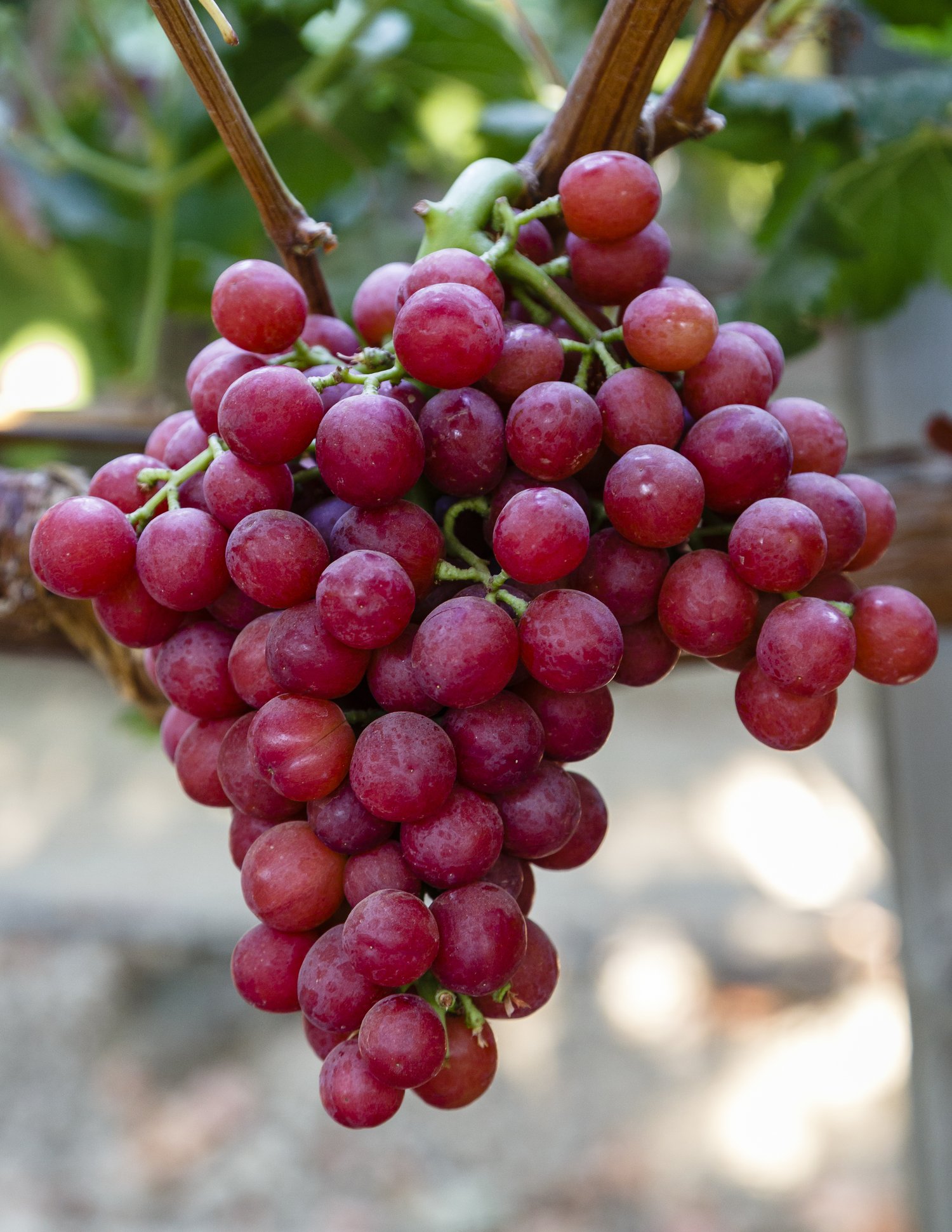 Grapes from Giumarra Vineyards