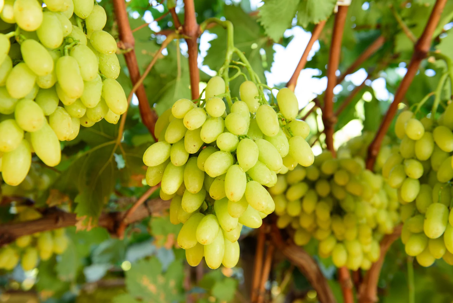Information about the Giumarra Vineyard's ARD breeding project — Grapes ...