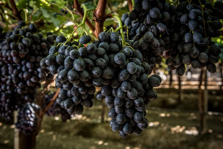 Information about the Giumarra Vineyard's ARD breeding project — Grapes ...