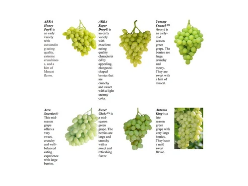 Giumarra Table Grape Varieties — Grapes from Giumarra Vineyards
