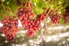 Information about the Giumarra Vineyard's ARD breeding project — Grapes ...