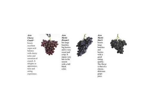 Giumarra Table Grape Varieties — Grapes from Giumarra Vineyards