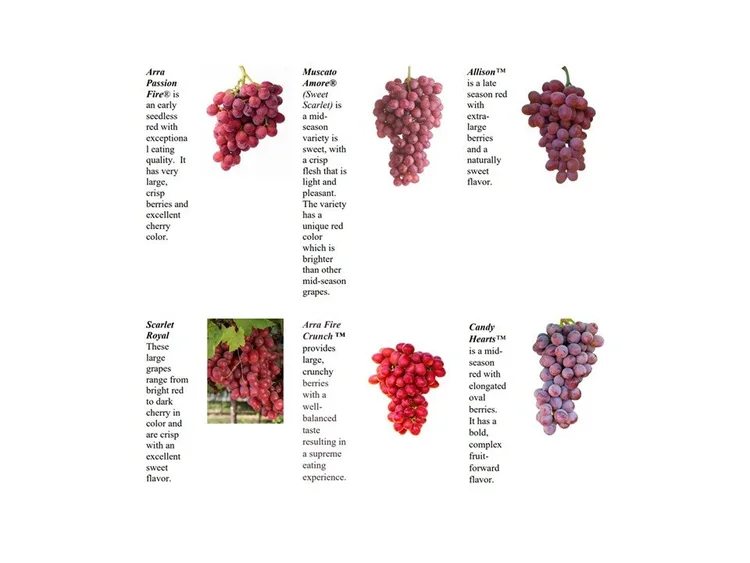 Giumarra Table Grape Varieties — Grapes from Giumarra Vineyards