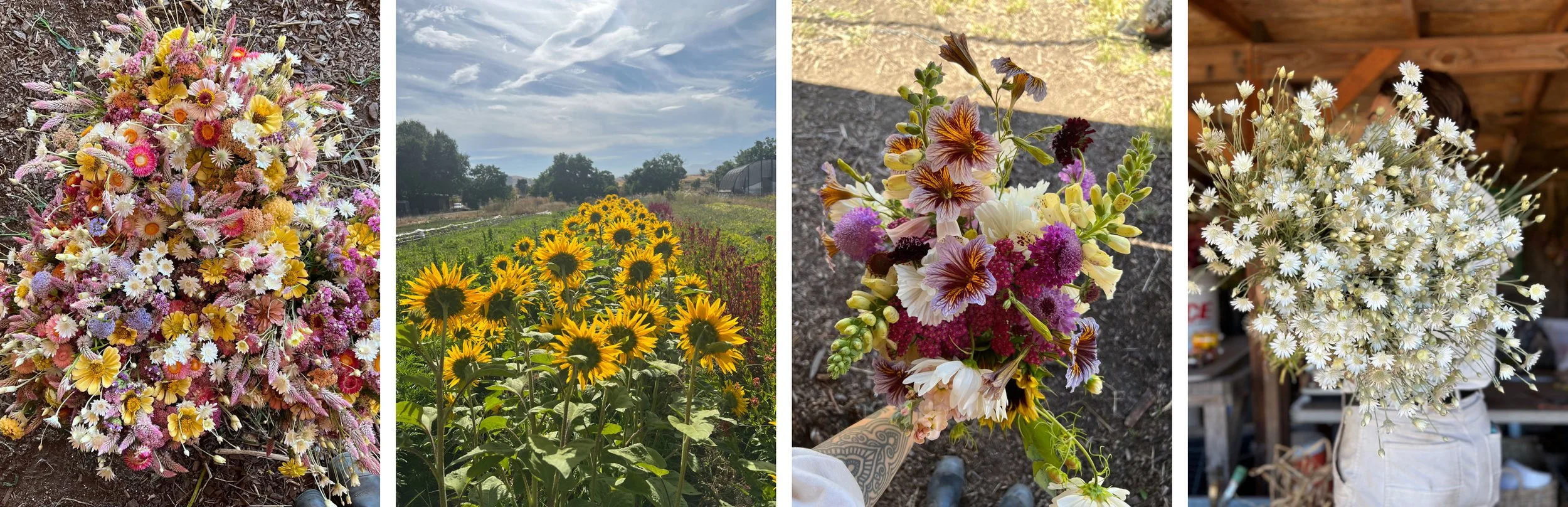 flower csa — HAPPY ACRE FARM