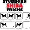 Is a shiba right for you? — Midwest Shiba Inu Rescue