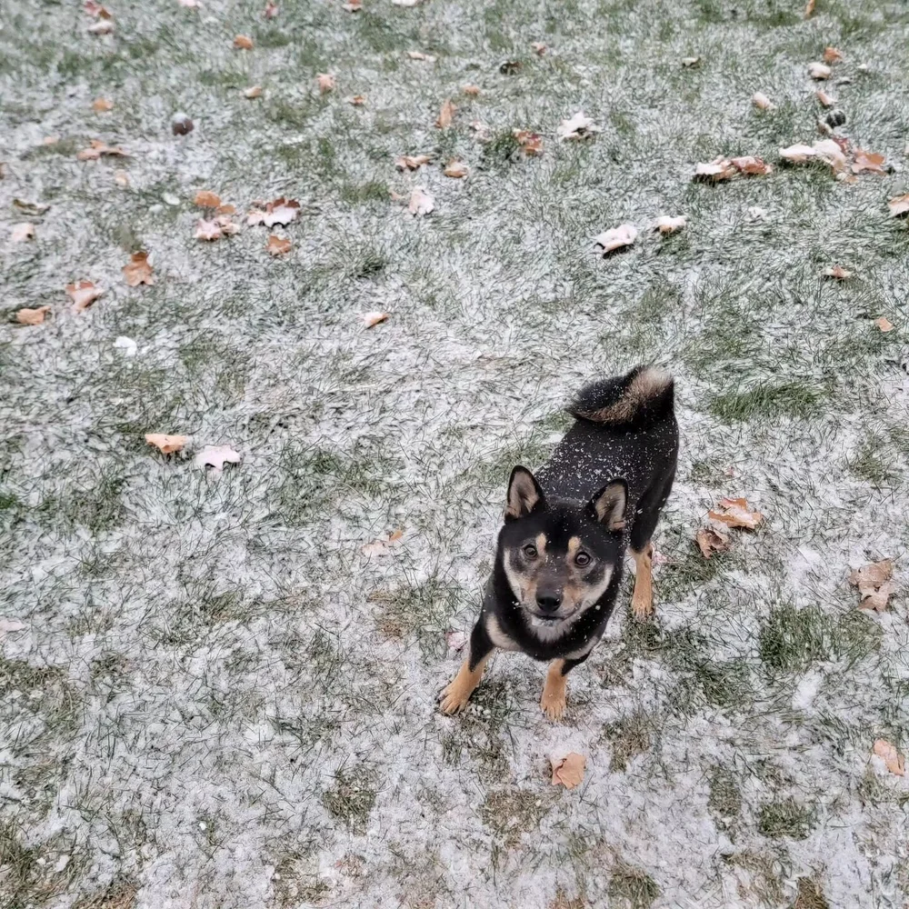 Midwest Shiba Inu Rescue