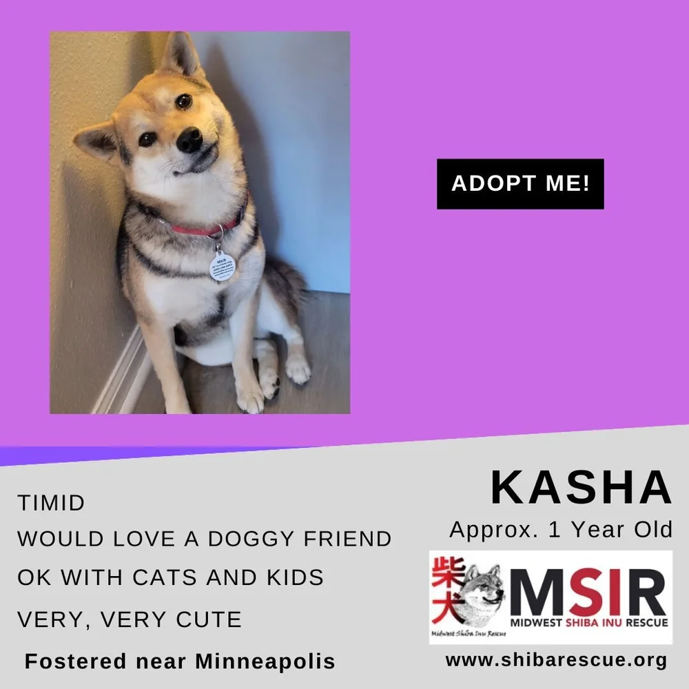 Midwest Shiba Inu Rescue