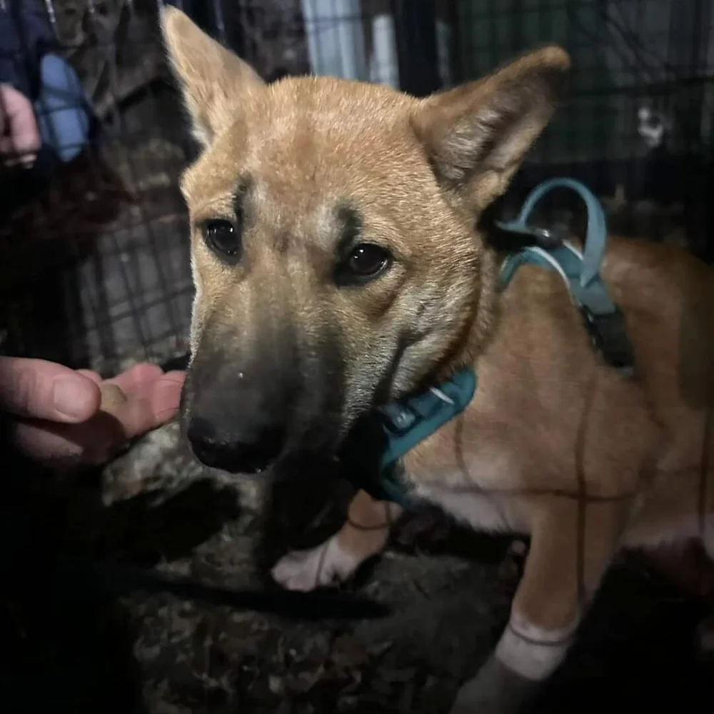 Midwest Shiba Inu Rescue